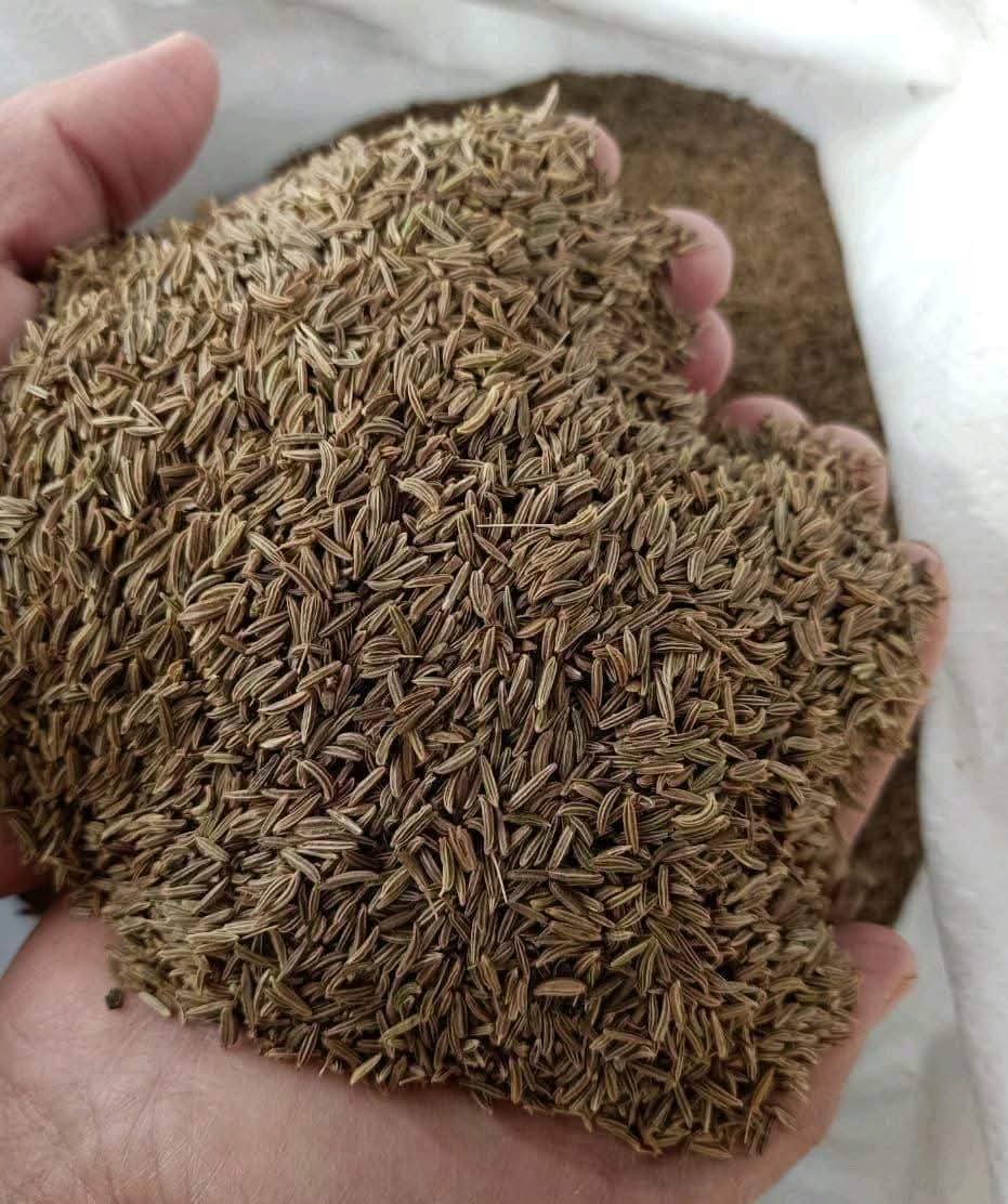 Caraway – Drasco Herbs for Export
